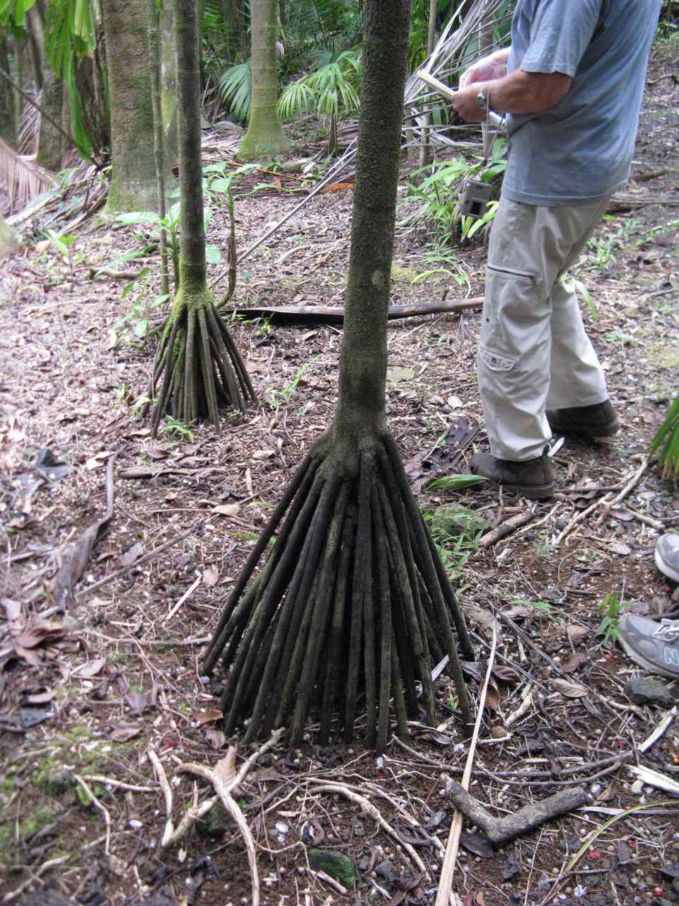 lets see your STILT ROOT PALMS............ - DISCUSSING PALM TREES ...