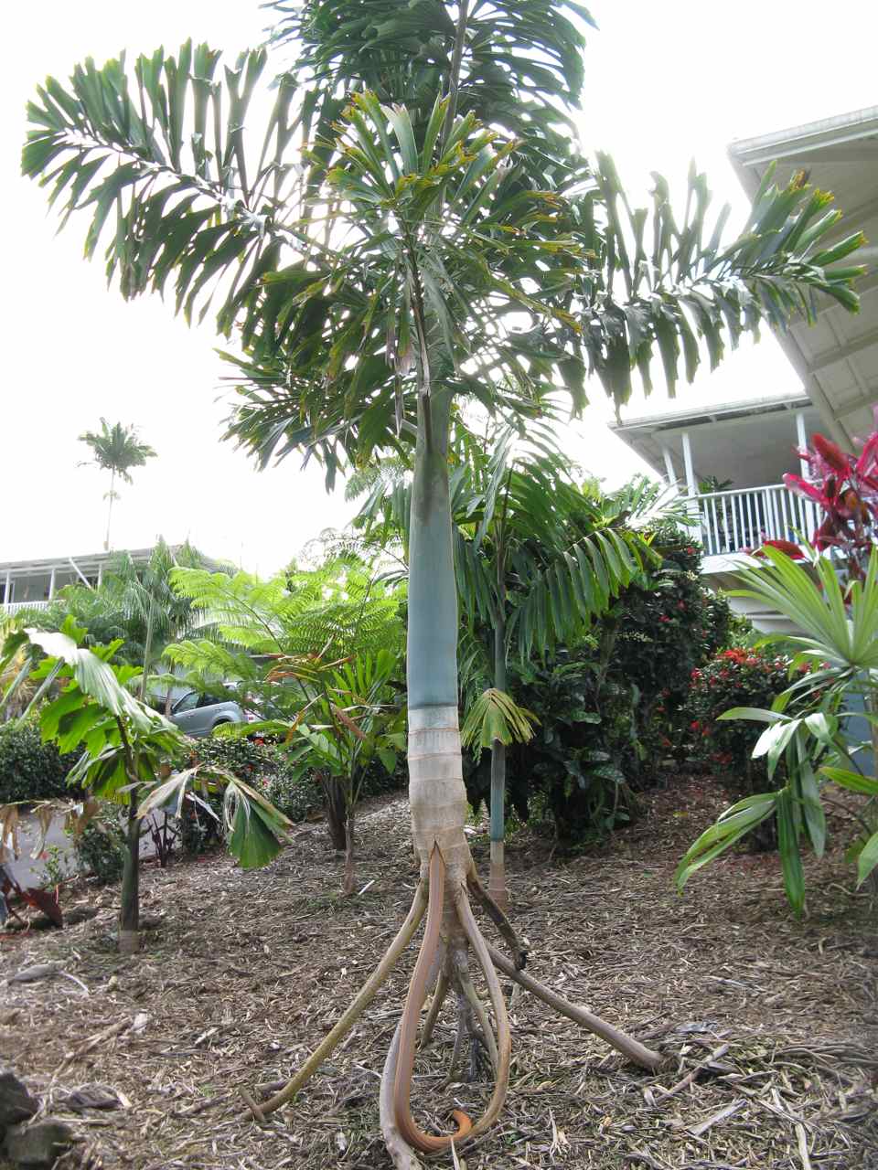 lets see your STILT ROOT PALMS............ - DISCUSSING PALM TREES ...