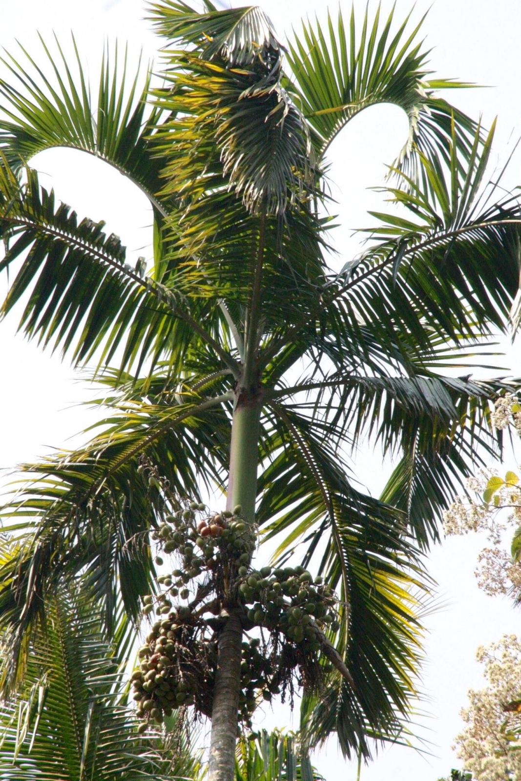 Rare Palm - DISCUSSING PALM TREES WORLDWIDE - PalmTalk