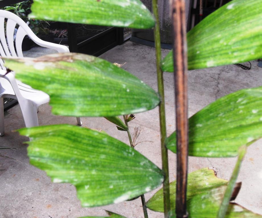 Another Mystery Palm: Balaka, Drymophloeus ? - DISCUSSING PALM TREES ...