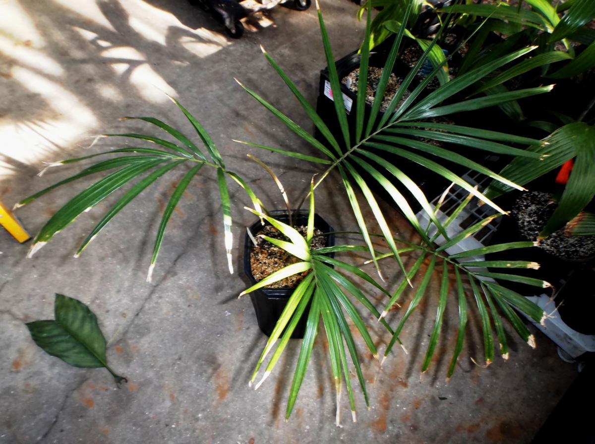Orania species - DISCUSSING PALM TREES WORLDWIDE - PalmTalk