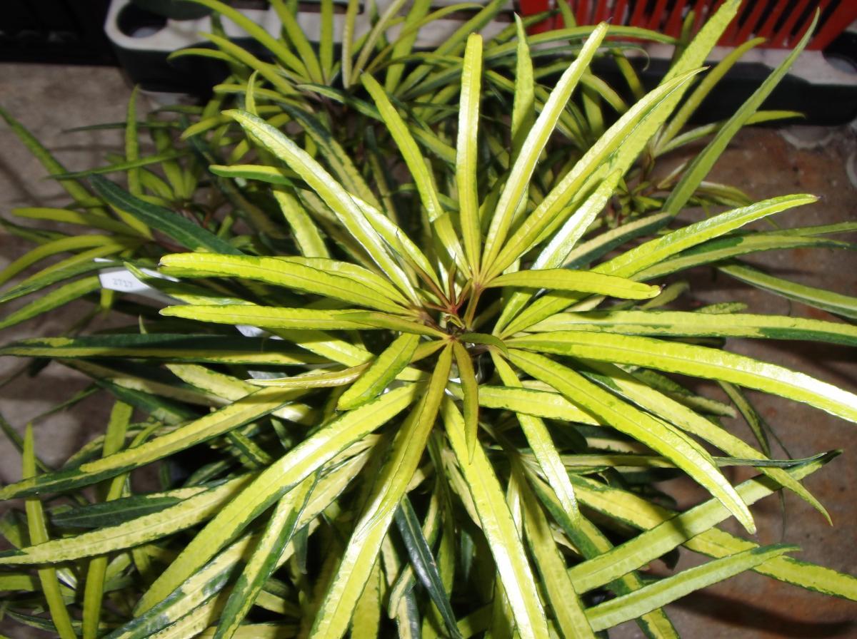 Osmoxylon lineare variegata: Miagos Bush with "frondlike" leaves ...