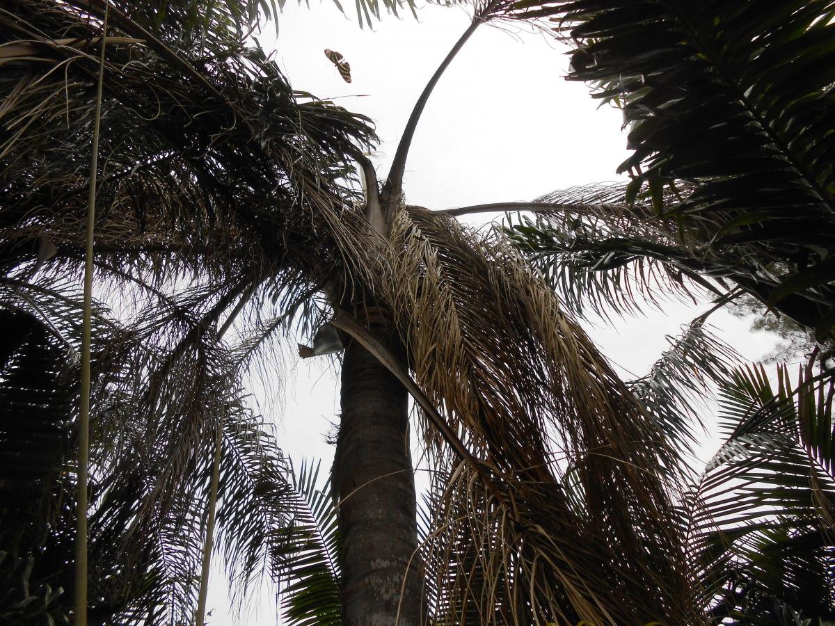 Queen Palm collapsed & died - HELP! - DISCUSSING PALM TREES WORLDWIDE ...