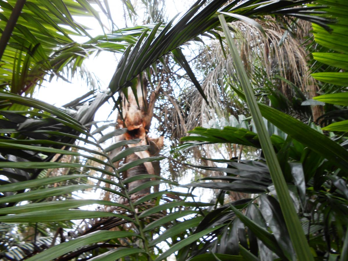 Queen Palm collapsed & died - HELP! - DISCUSSING PALM TREES WORLDWIDE ...