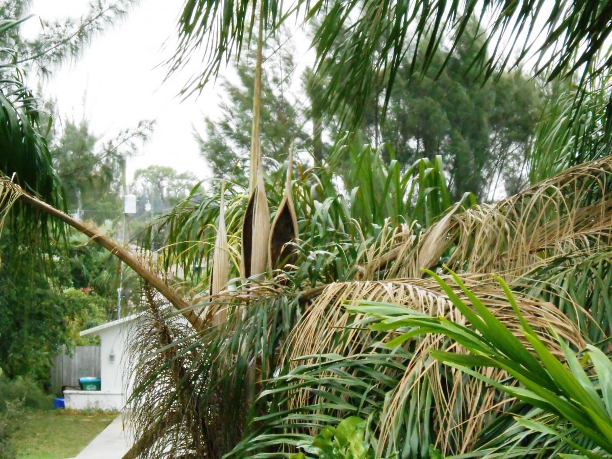 Queen Palm collapsed & died - HELP! - DISCUSSING PALM TREES WORLDWIDE ...
