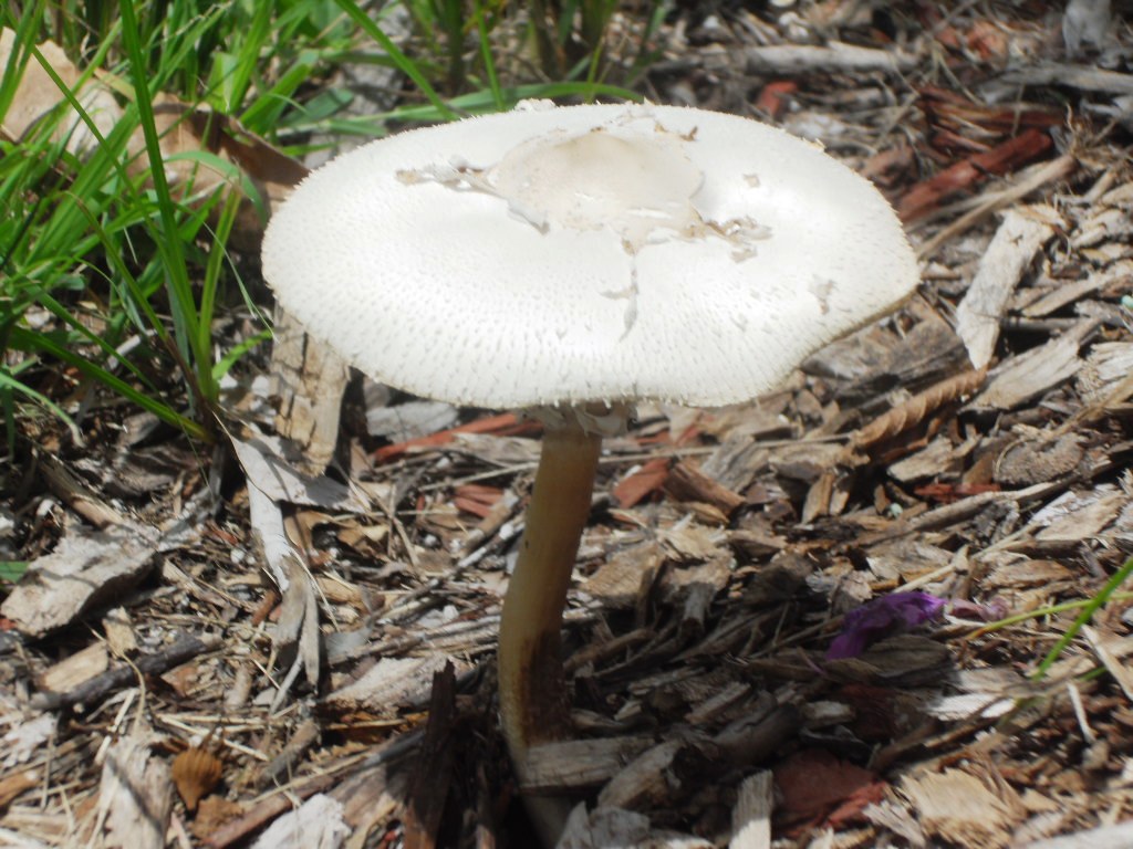 Toadstools under crape myrtle - TROPICAL LOOKING PLANTS - Other Than ...