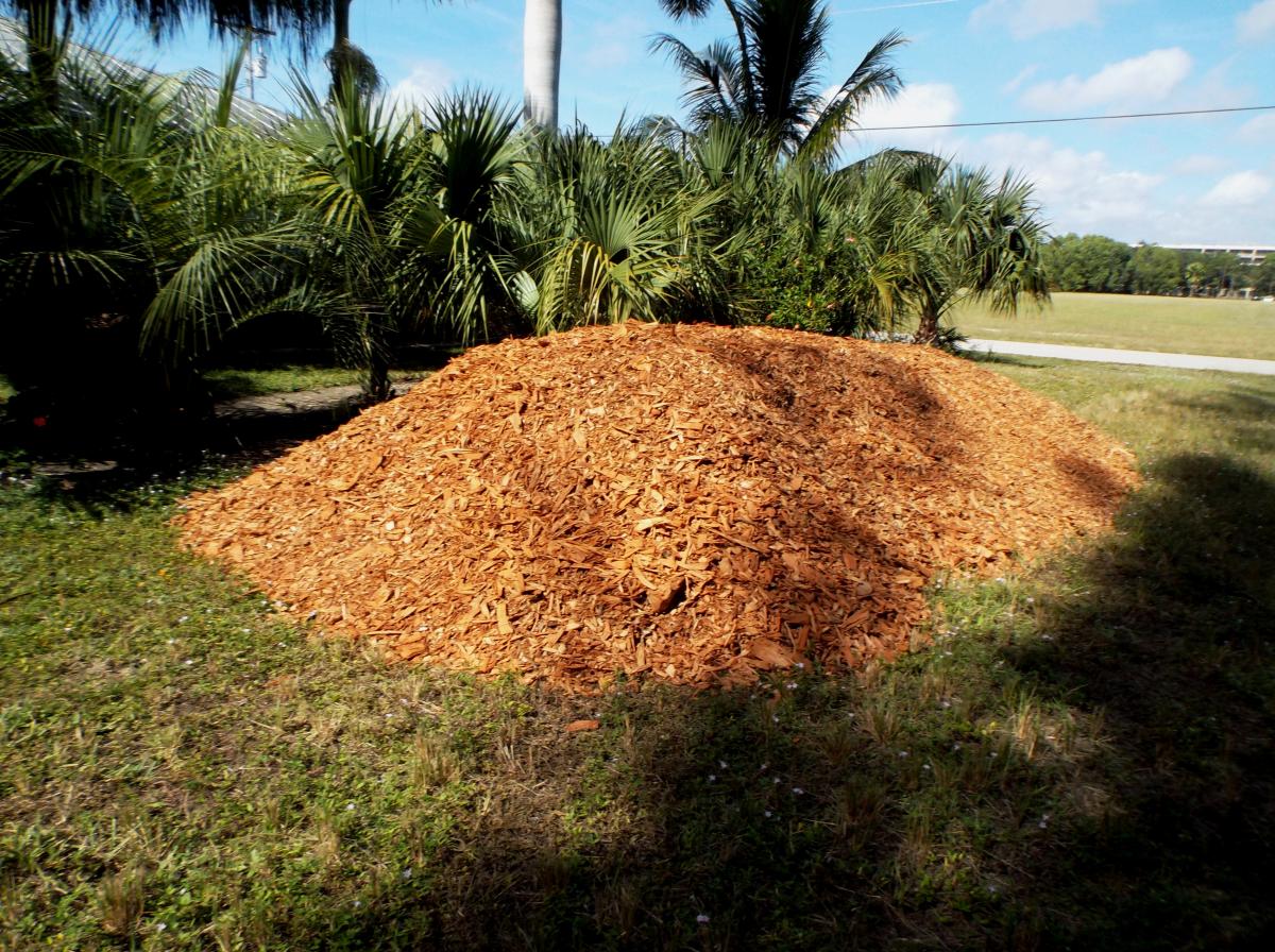 Another mulch question - DISCUSSING PALM TREES WORLDWIDE - PalmTalk