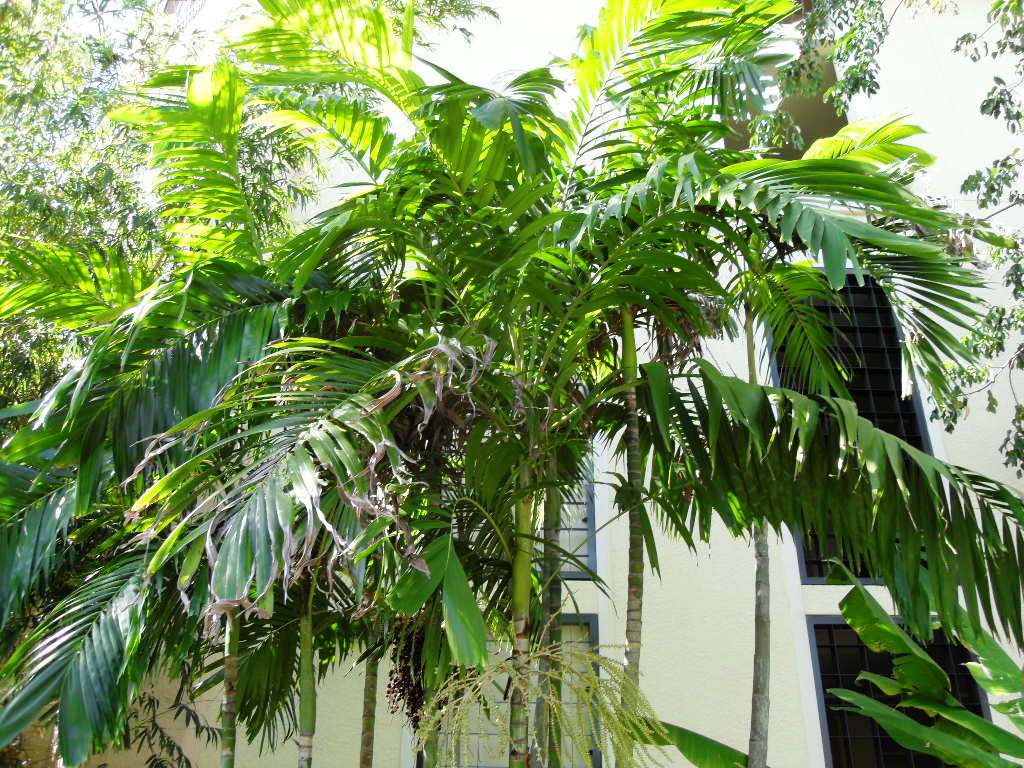 Ptychosperma ???? - DISCUSSING PALM TREES WORLDWIDE - PalmTalk