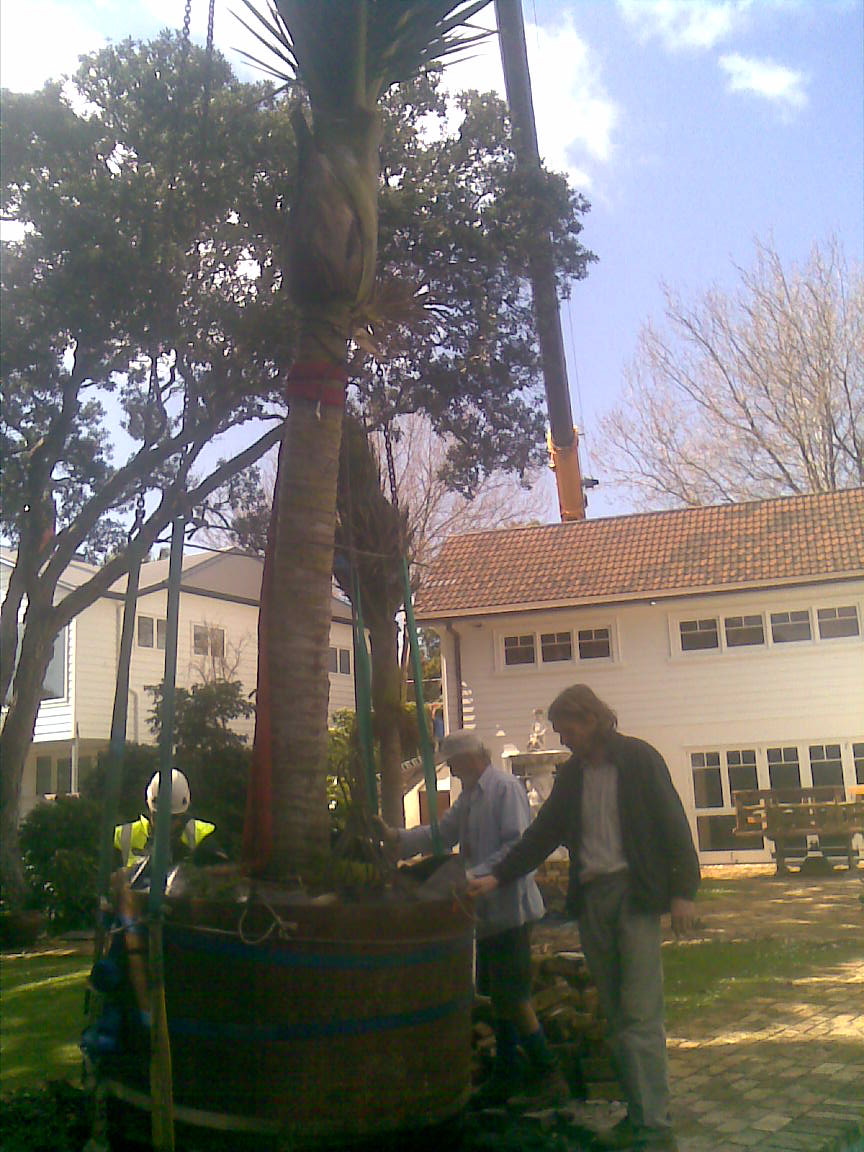 chinensis stalky syndrome - DISCUSSING PALM TREES WORLDWIDE - PalmTalk