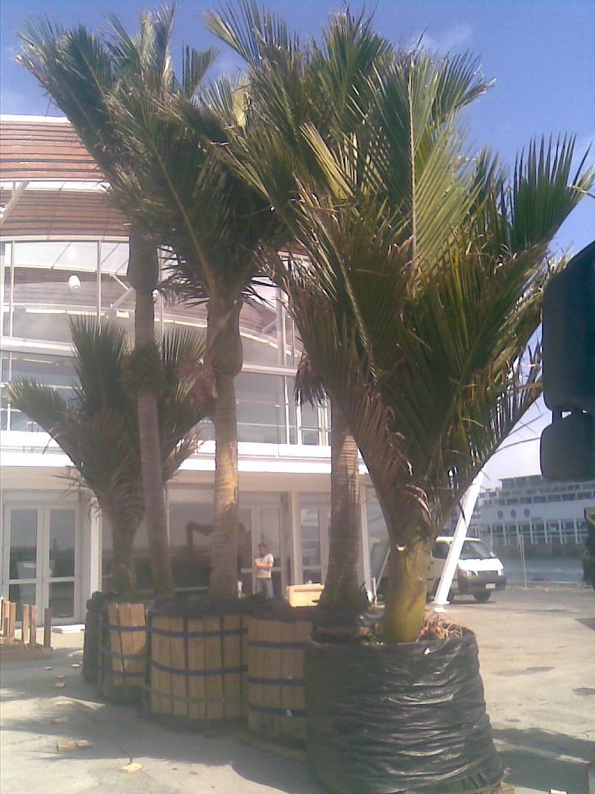 chinensis stalky syndrome - DISCUSSING PALM TREES WORLDWIDE - PalmTalk