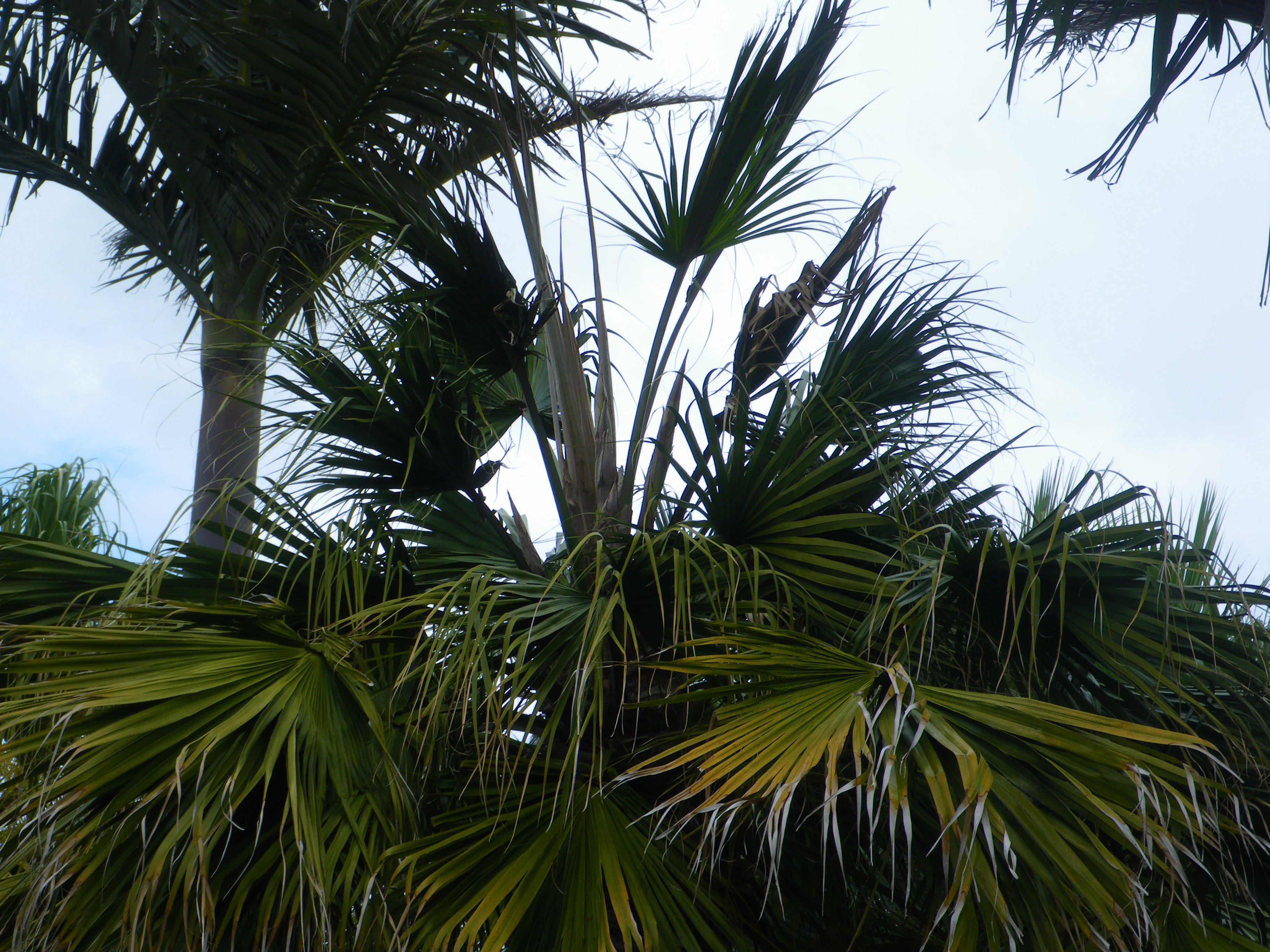 chinensis stalky syndrome - DISCUSSING PALM TREES WORLDWIDE - PalmTalk