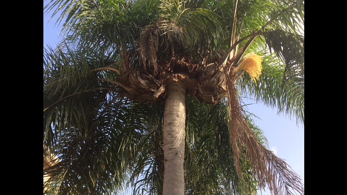 what-s-wrong-with-my-palm-tree-discussing-palm-trees-worldwide