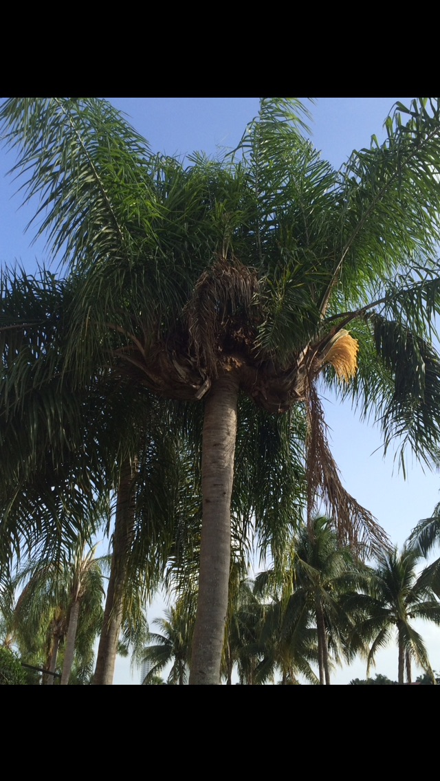 What's wrong with my palm tree? - DISCUSSING PALM TREES WORLDWIDE ...