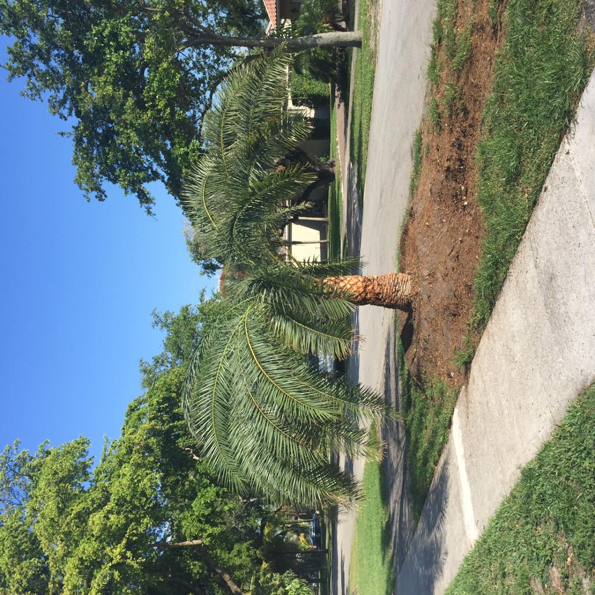 Canary Island Date Palm - Help (droopy fronds) - DISCUSSING PALM TREES ...