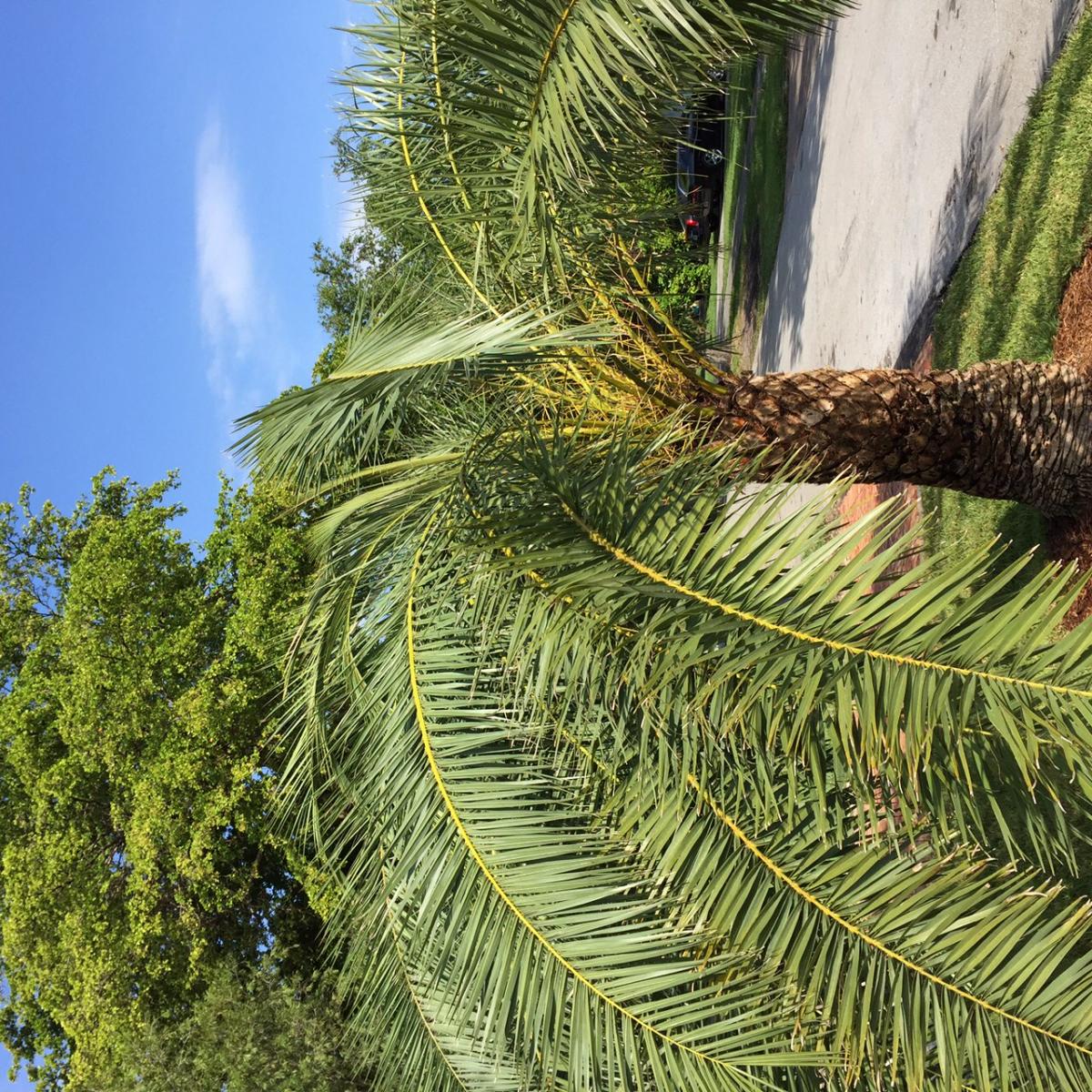 Canary Island Date Palm - Help (droopy fronds) - DISCUSSING PALM TREES ...