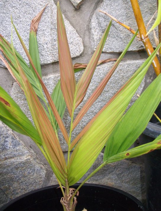 Red leaved palms... - DISCUSSING PALM TREES WORLDWIDE - PalmTalk