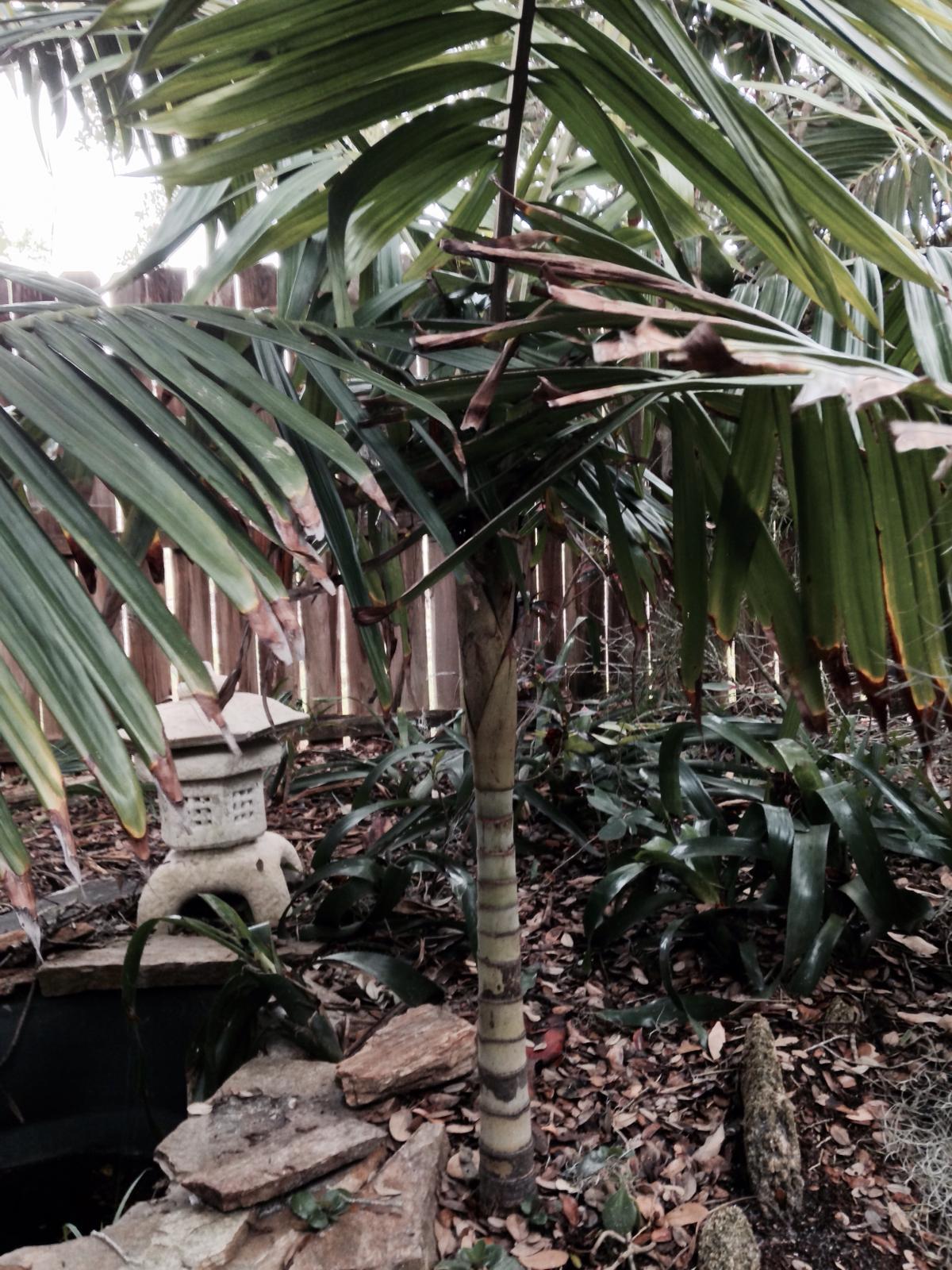 Dypsis rivularis - DISCUSSING PALM TREES WORLDWIDE - PalmTalk