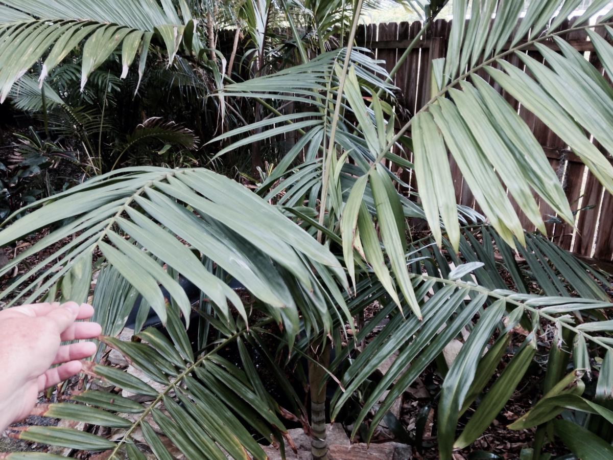 Dypsis rivularis - DISCUSSING PALM TREES WORLDWIDE - PalmTalk