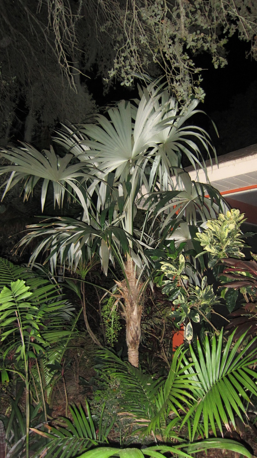 Rootspine palm - DISCUSSING PALM TREES WORLDWIDE - PalmTalk