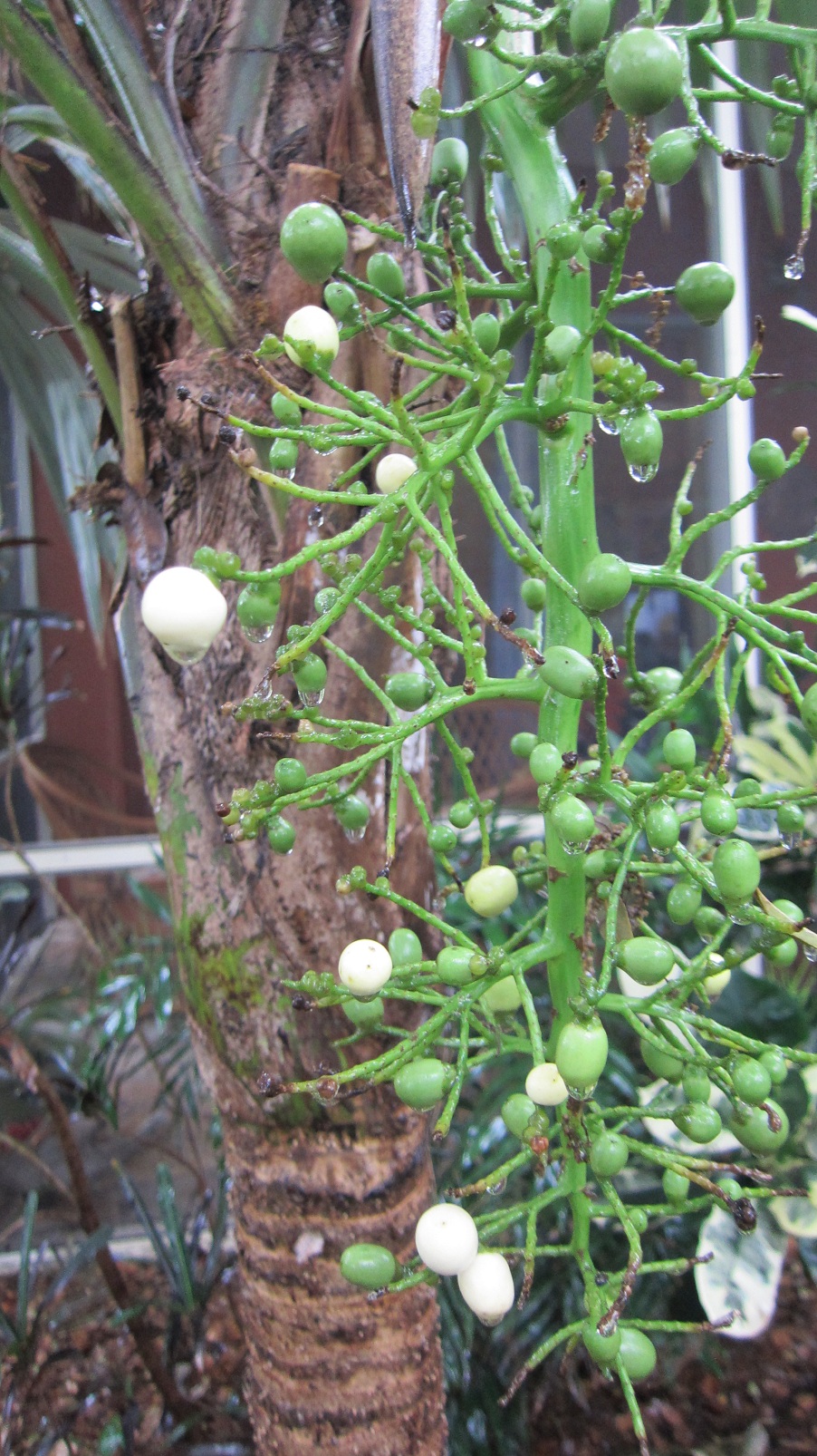 Rootspine palm - DISCUSSING PALM TREES WORLDWIDE - PalmTalk