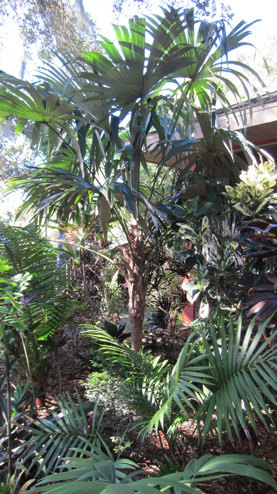Rootspine palm - DISCUSSING PALM TREES WORLDWIDE - PalmTalk