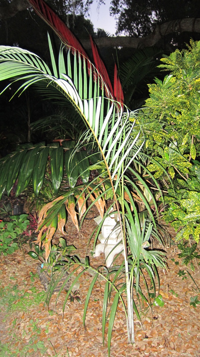 Palm Colors - DISCUSSING PALM TREES WORLDWIDE - PalmTalk