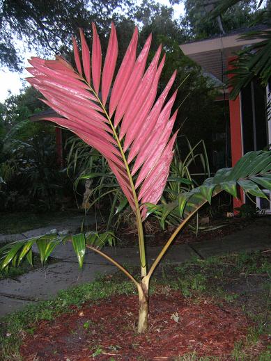 Red Frond - DISCUSSING PALM TREES WORLDWIDE - PalmTalk