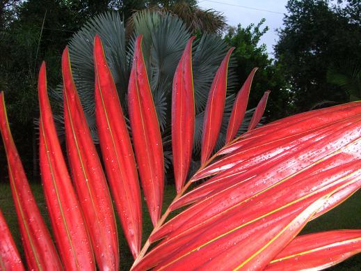 Red Frond - DISCUSSING PALM TREES WORLDWIDE - PalmTalk