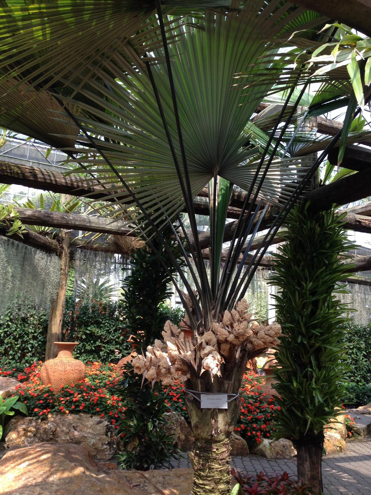 Palms of Nong Nooch Gardens - DISCUSSING PALM TREES WORLDWIDE - PalmTalk