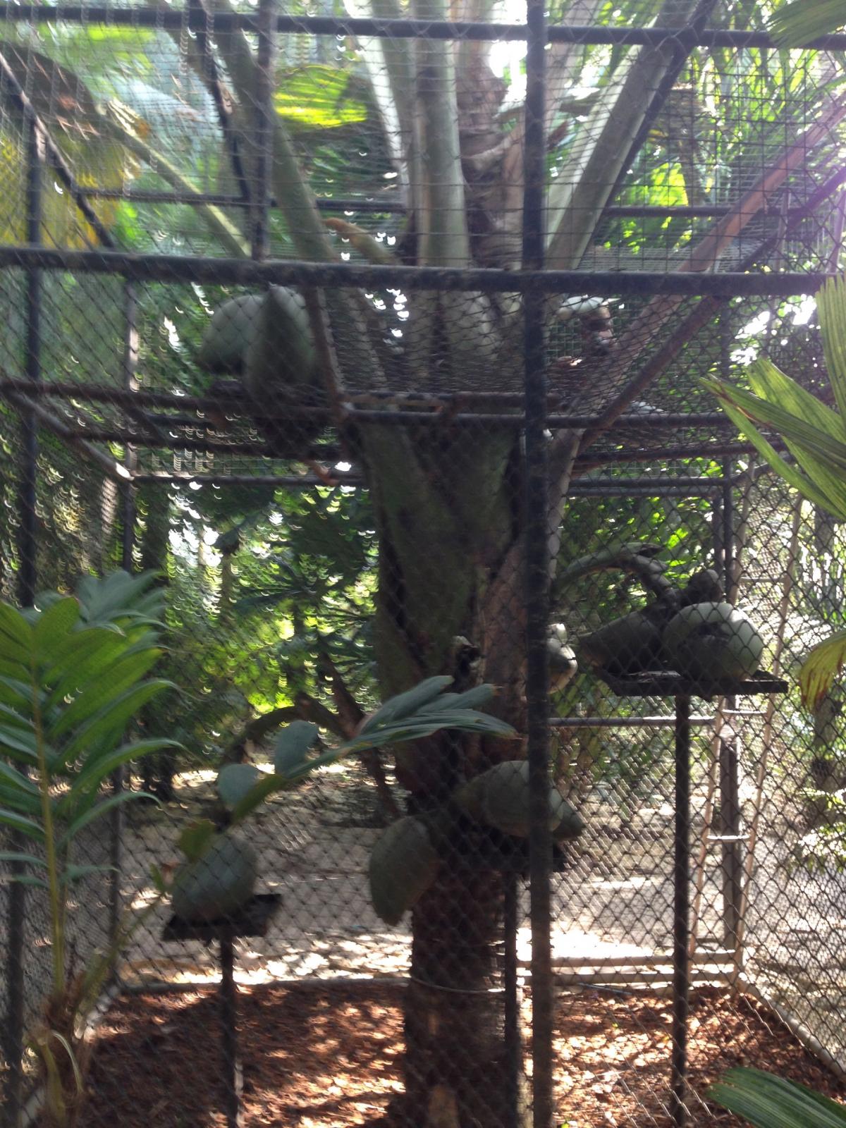 Palms of Nong Nooch Gardens - DISCUSSING PALM TREES WORLDWIDE - PalmTalk