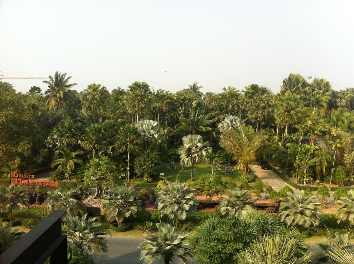 Palms of Nong Nooch Gardens - DISCUSSING PALM TREES WORLDWIDE - PalmTalk