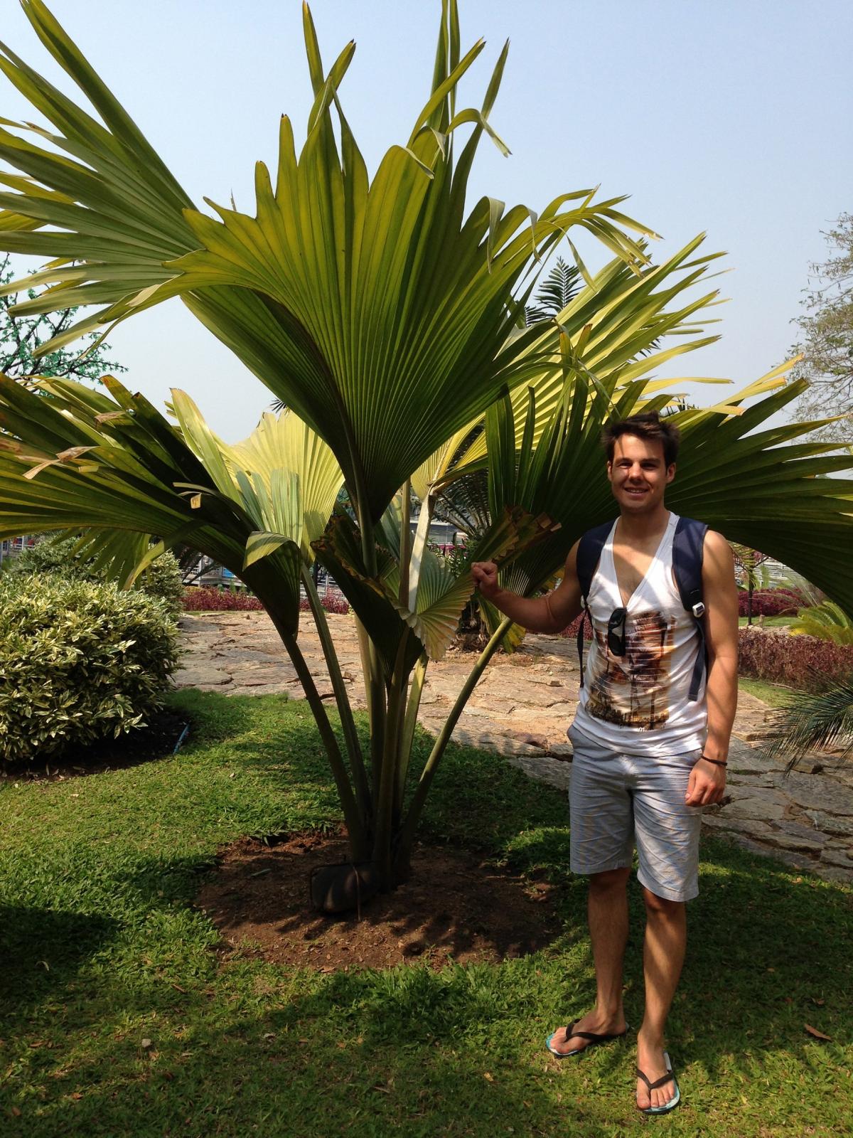 Palms of Nong Nooch Gardens - DISCUSSING PALM TREES WORLDWIDE - PalmTalk