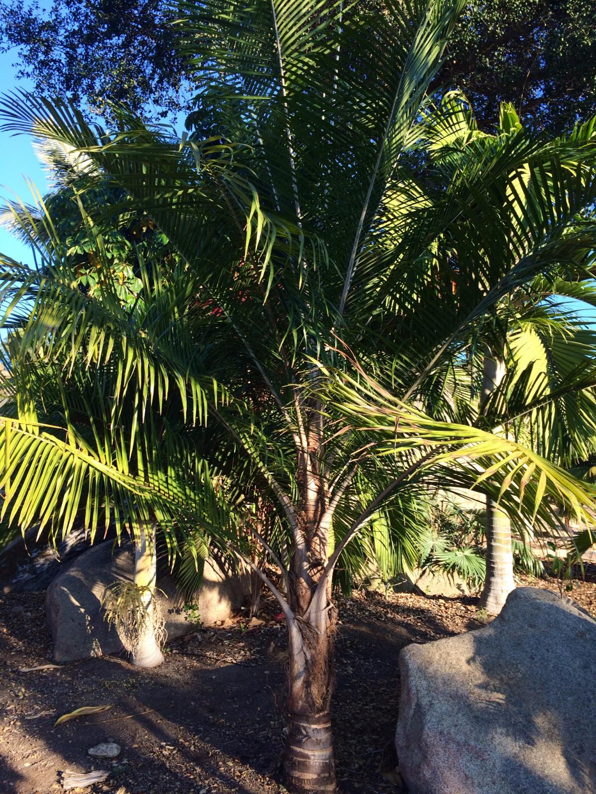 Unknown Ravenea - DISCUSSING PALM TREES WORLDWIDE - PalmTalk