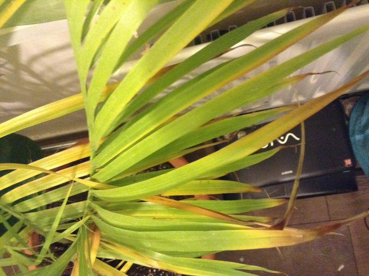 Very worried about my wooly jelly palm - DISCUSSING PALM TREES ...