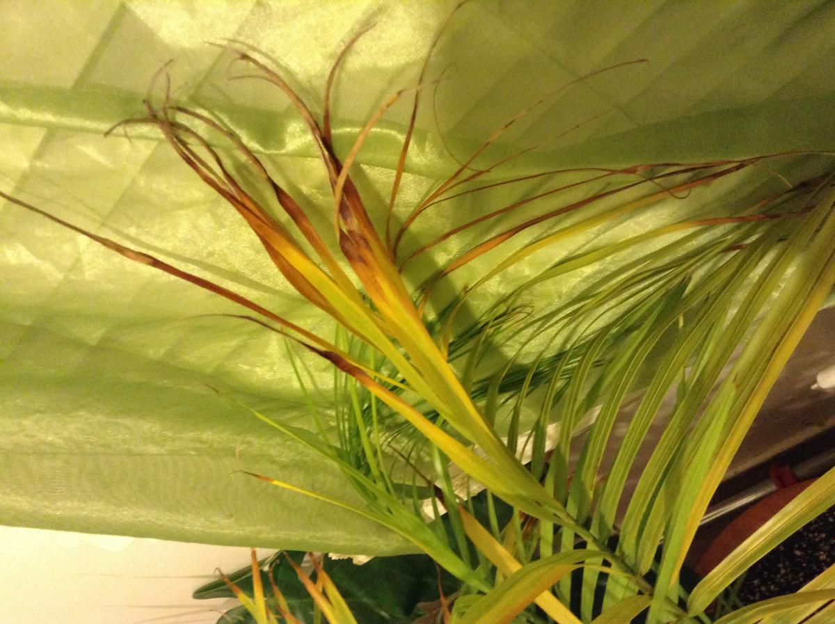 Very worried about my wooly jelly palm - DISCUSSING PALM TREES ...