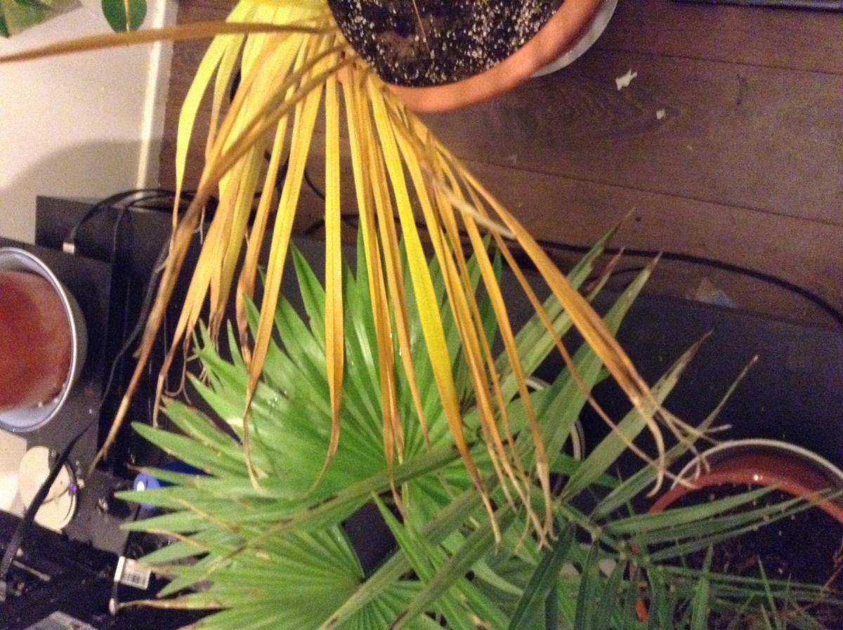 Very worried about my wooly jelly palm - DISCUSSING PALM TREES ...