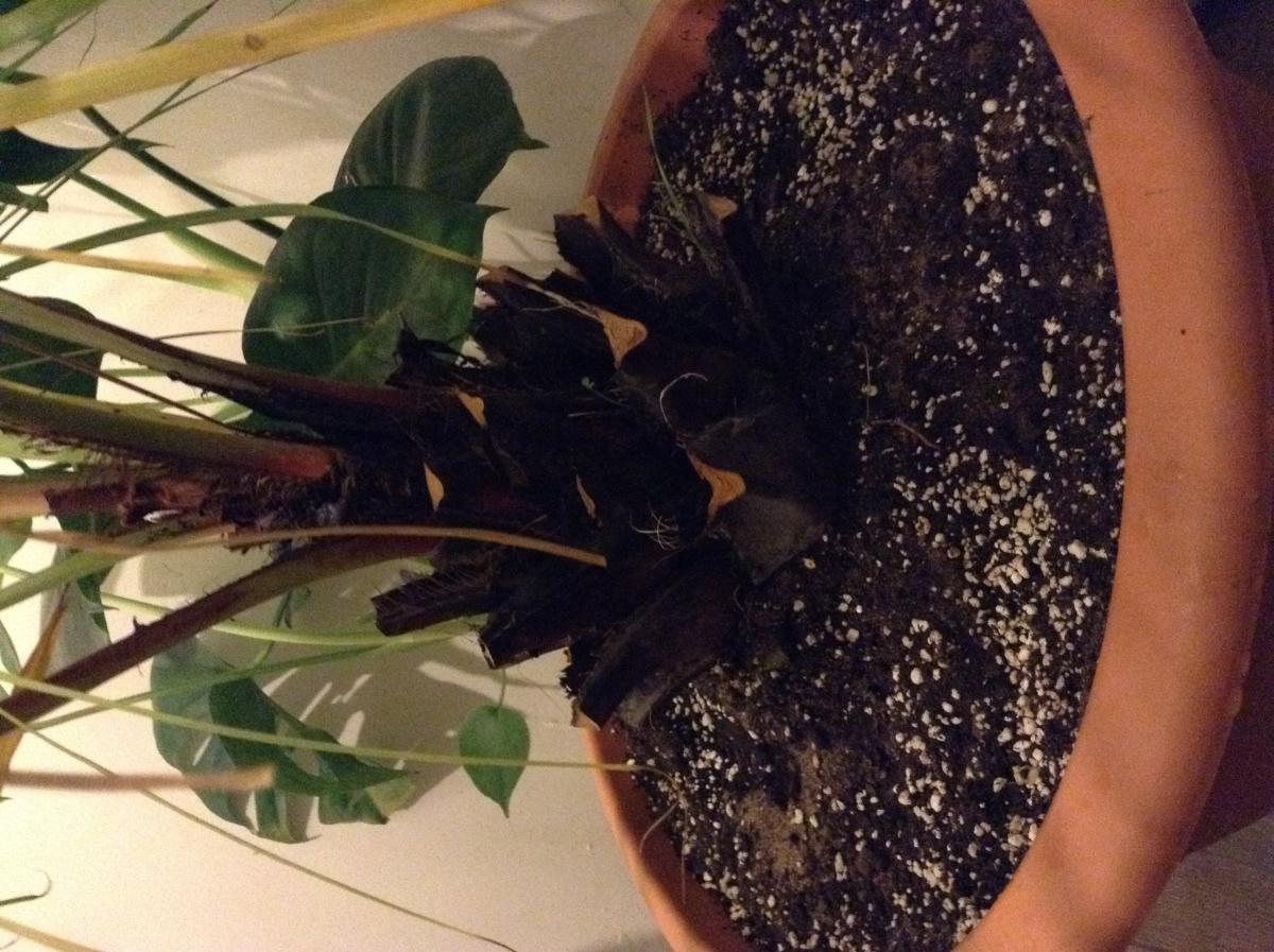 Very worried about my wooly jelly palm - DISCUSSING PALM TREES ...