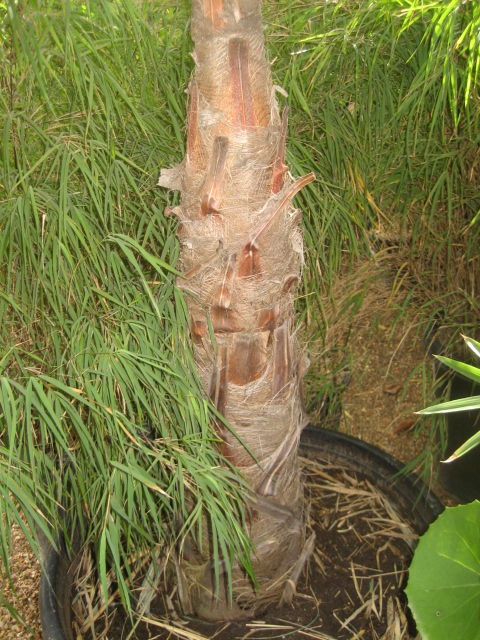 Trachycarpus latisectus vs T. martianus - DISCUSSING PALM TREES ...