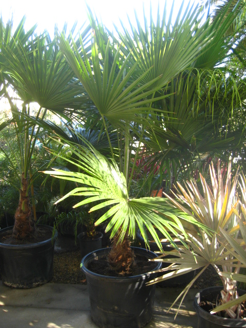 Trachycarpus latisectus vs T. martianus - DISCUSSING PALM TREES ...