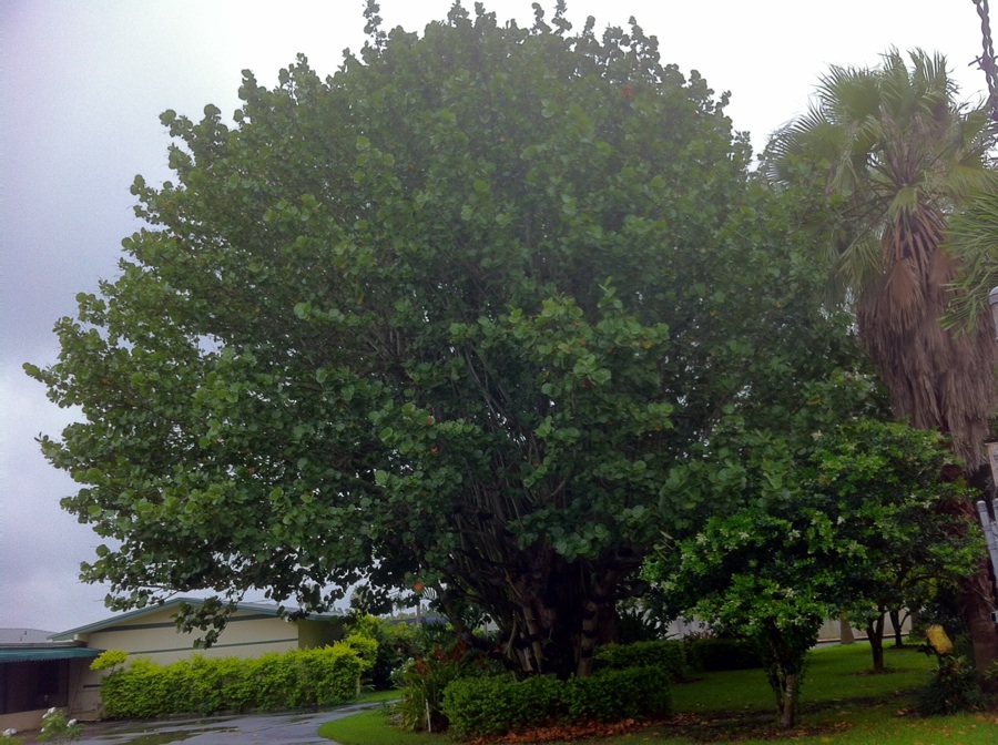 GIANT Seagrape Tree, Coccoloba uvifera - TROPICAL LOOKING PLANTS ...