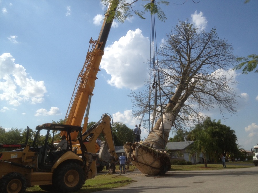 Moving Big Trees - TROPICAL LOOKING PLANTS - Other Than Palms - PalmTalk