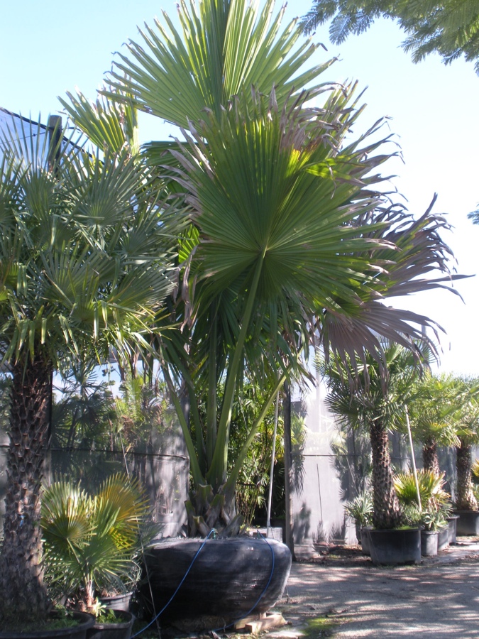 Corypha umbraculifera - DISCUSSING PALM TREES WORLDWIDE - PalmTalk