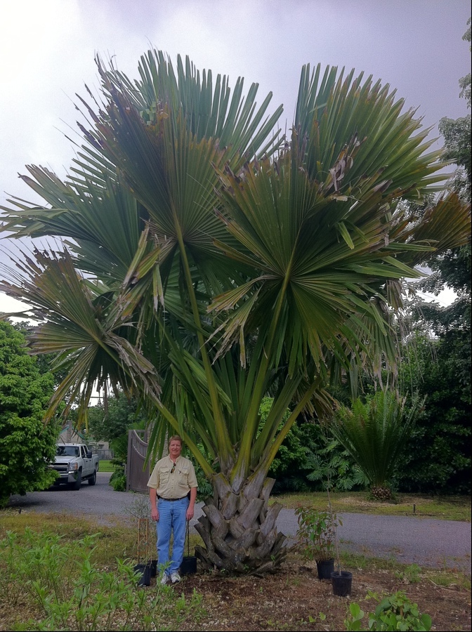 Corypha umbraculifera - DISCUSSING PALM TREES WORLDWIDE - PalmTalk