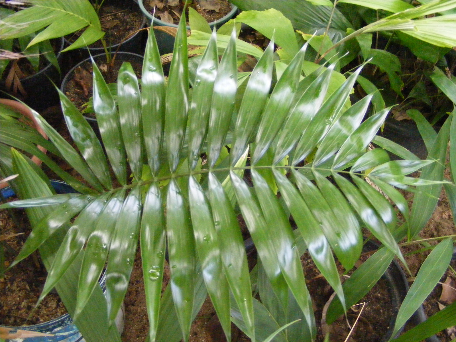 Aphandra natalia - DISCUSSING PALM TREES WORLDWIDE - PalmTalk