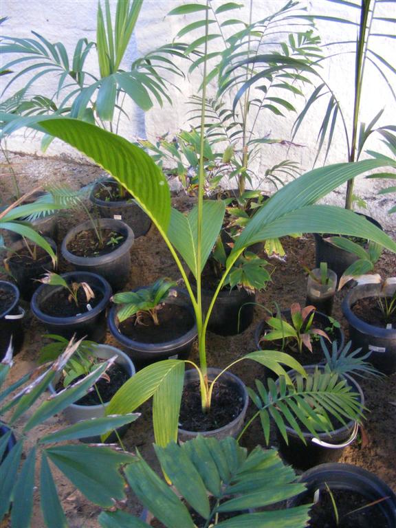 Potted Palms - DISCUSSING PALM TREES WORLDWIDE - PalmTalk