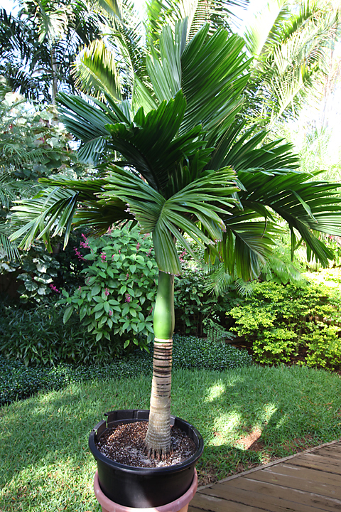 My 12 year old dwarf Areca catechu - DISCUSSING PALM TREES WORLDWIDE ...