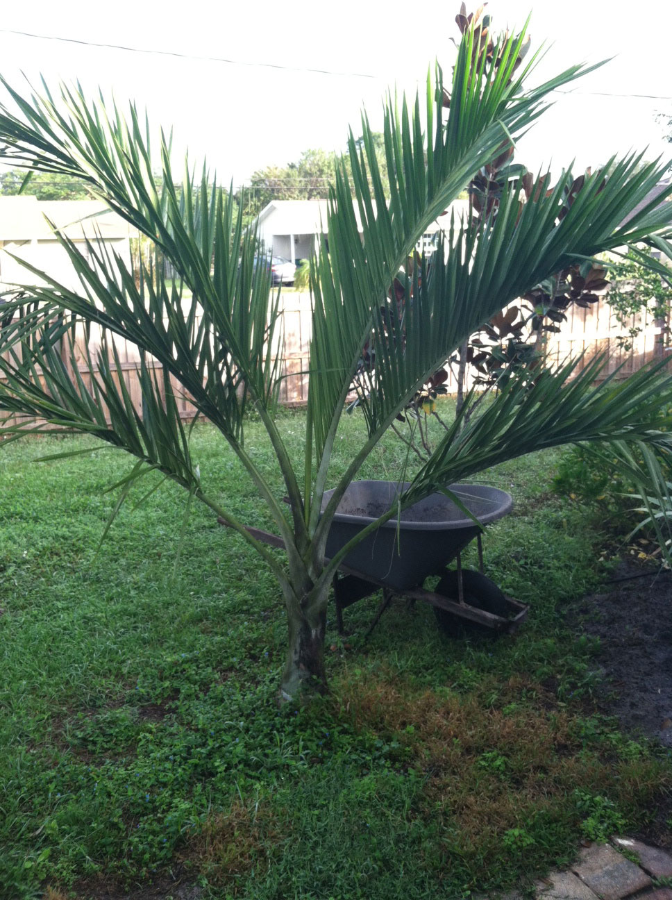Some Photos of My Yard - DISCUSSING PALM TREES WORLDWIDE - PalmTalk