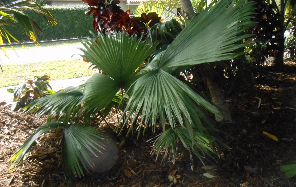 Another mulch question - DISCUSSING PALM TREES WORLDWIDE - PalmTalk