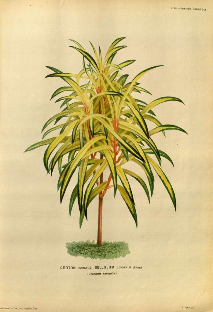 Old Croton Illustrations - TROPICAL LOOKING PLANTS - Other Than Palms ...
