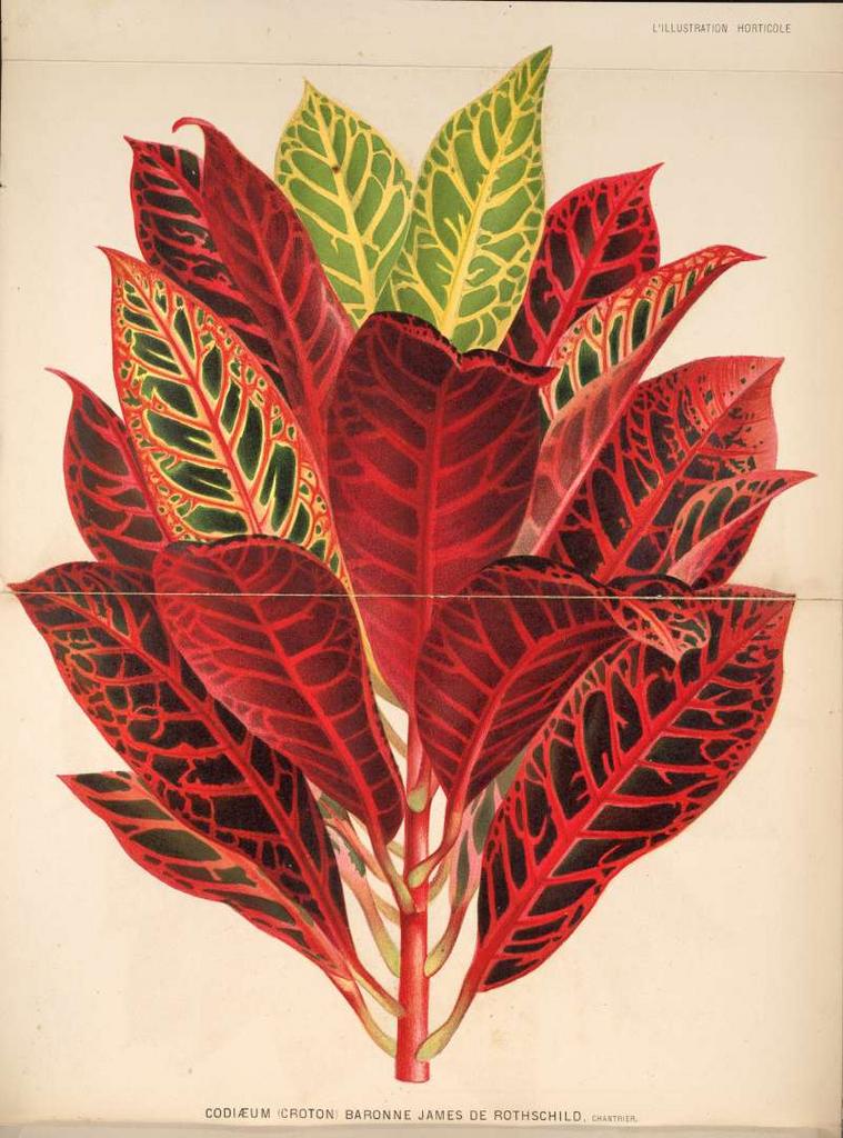 Old Croton Illustrations - TROPICAL LOOKING PLANTS - Other Than Palms ...